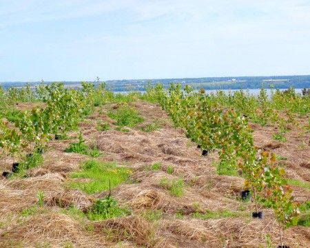 landfill-cap – Story Environmental and Geomatics